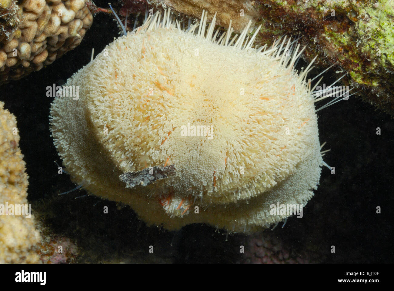 Toxic sea urchin in the Red Sea, off Hurghada, Egypt Stock Photo - Alamy