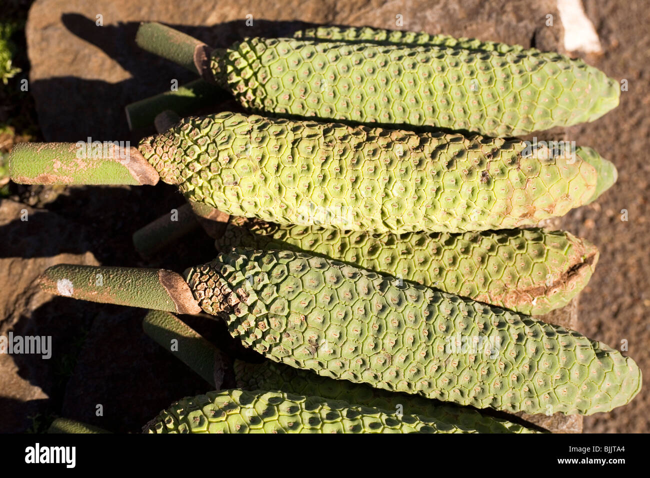 The usual fruit, known as pineapple-banana (fruto delicioso) is sold at ...