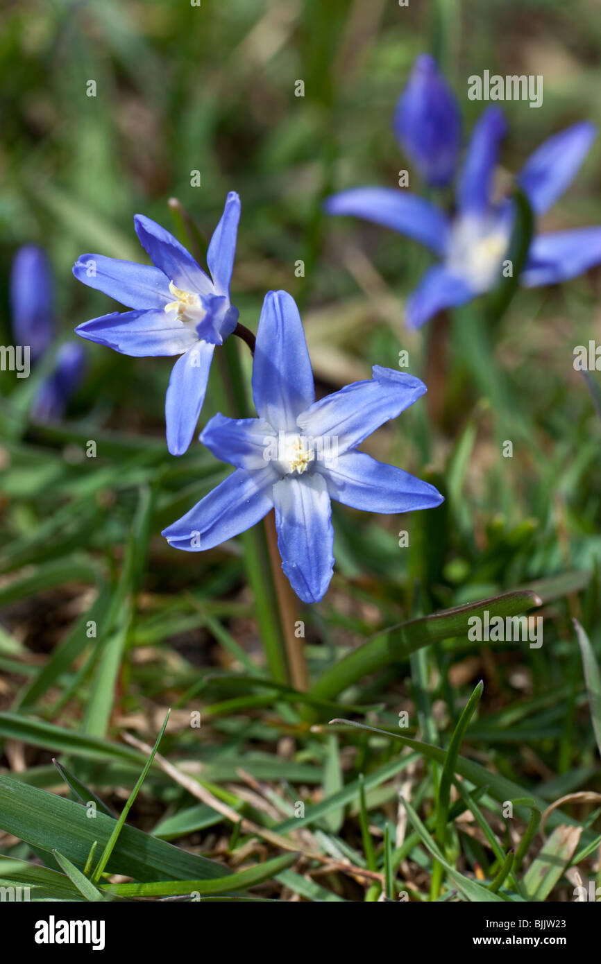 Chionodoxa lucillae (Glory of the Snow), bright blue flowering spring ...