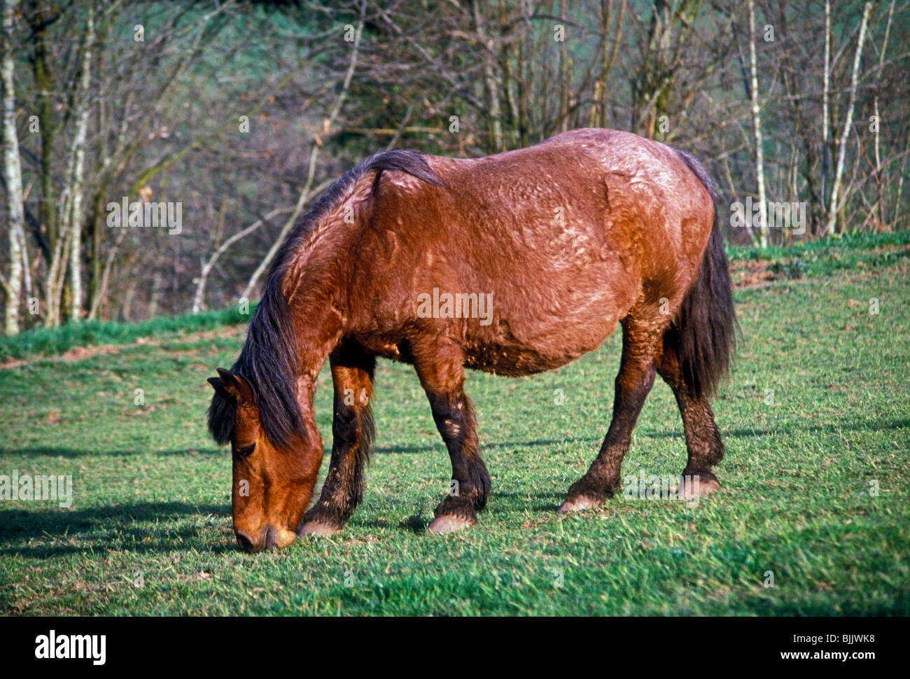 Pottok pony horse pottoks pony horses pottoka hi-res stock photography ...