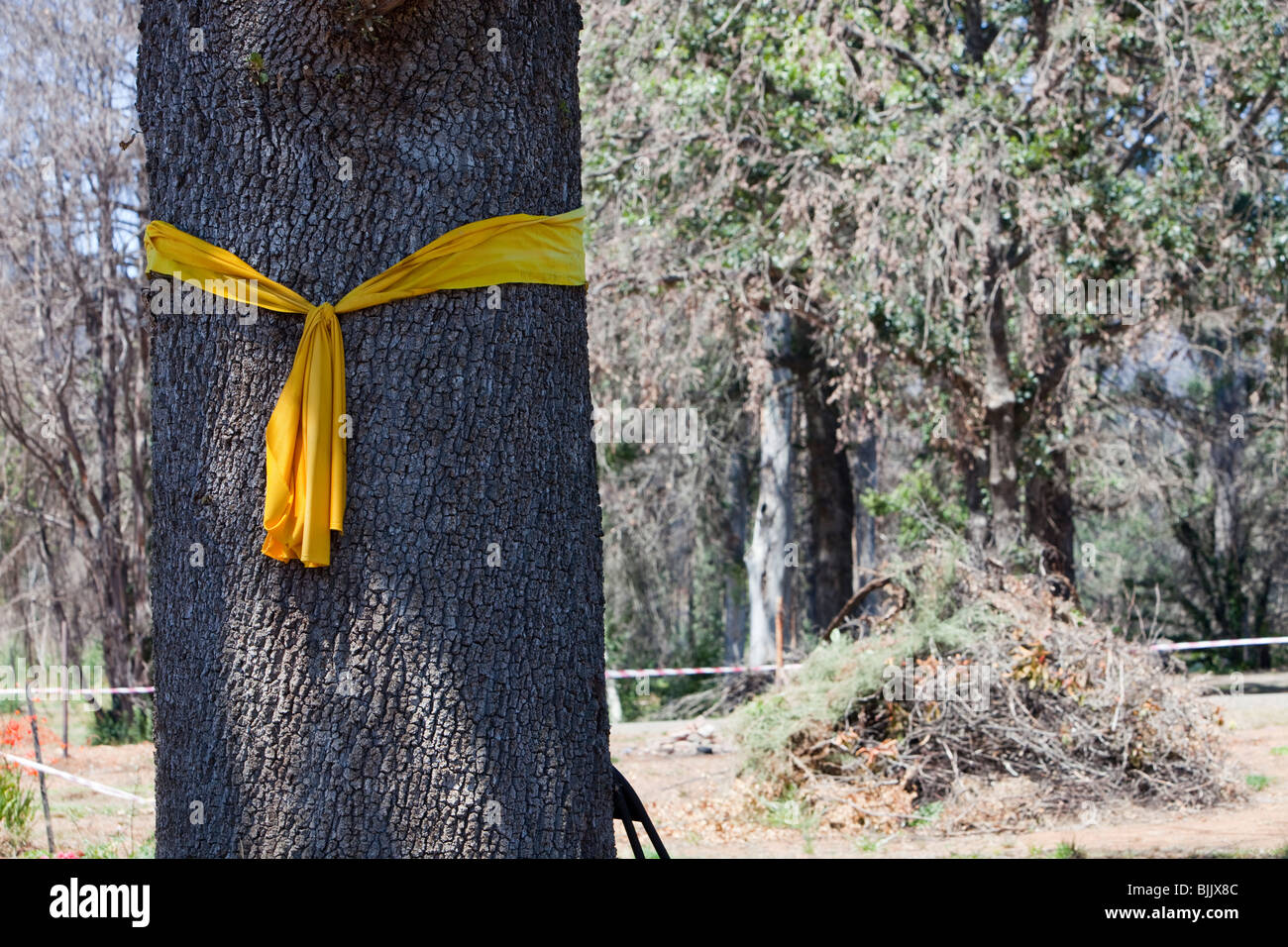 Tree with memorial ribbon hi-res stock photography and images - Alamy
