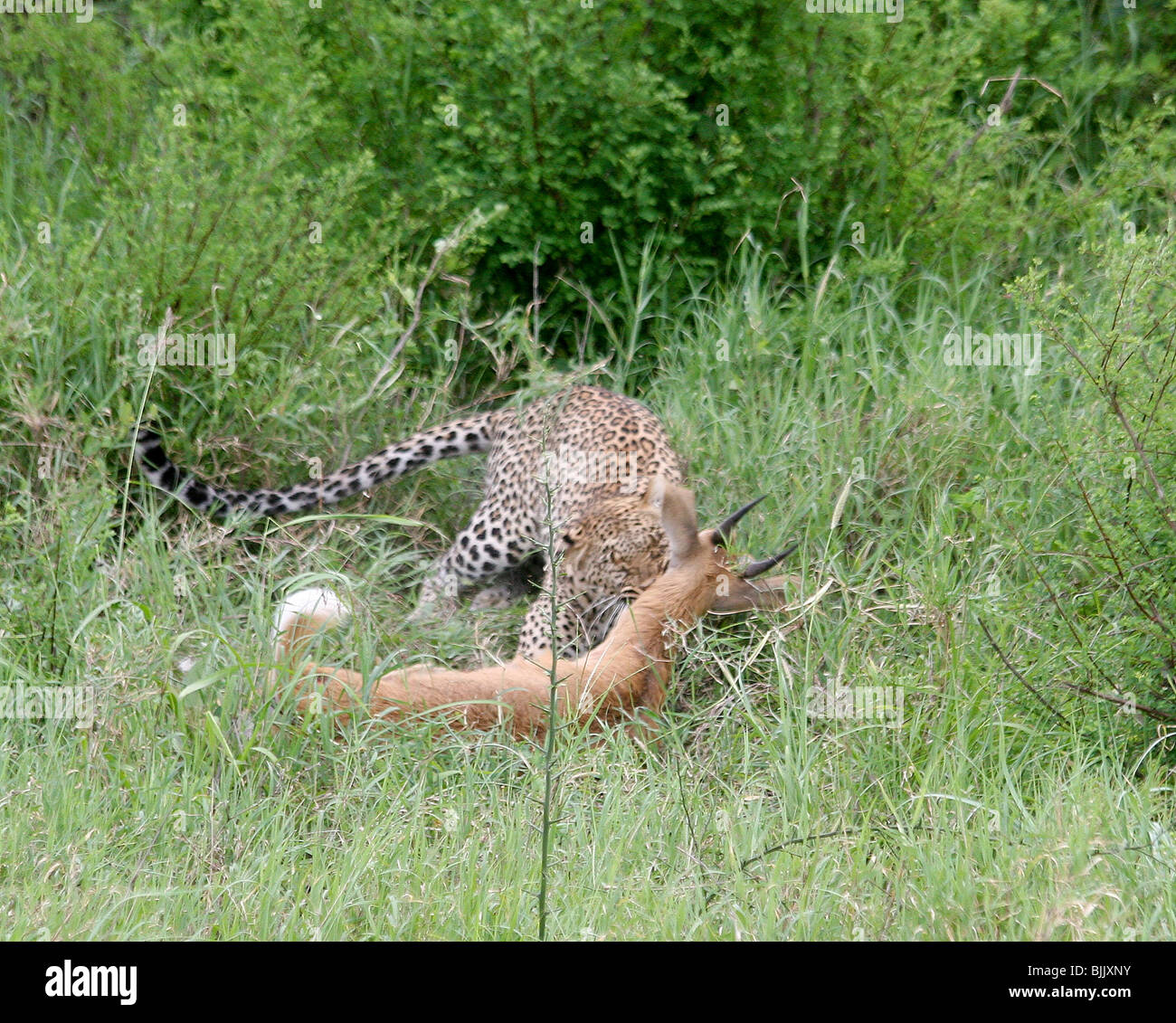 Leopard choking impala hi-res stock photography and images - Alamy