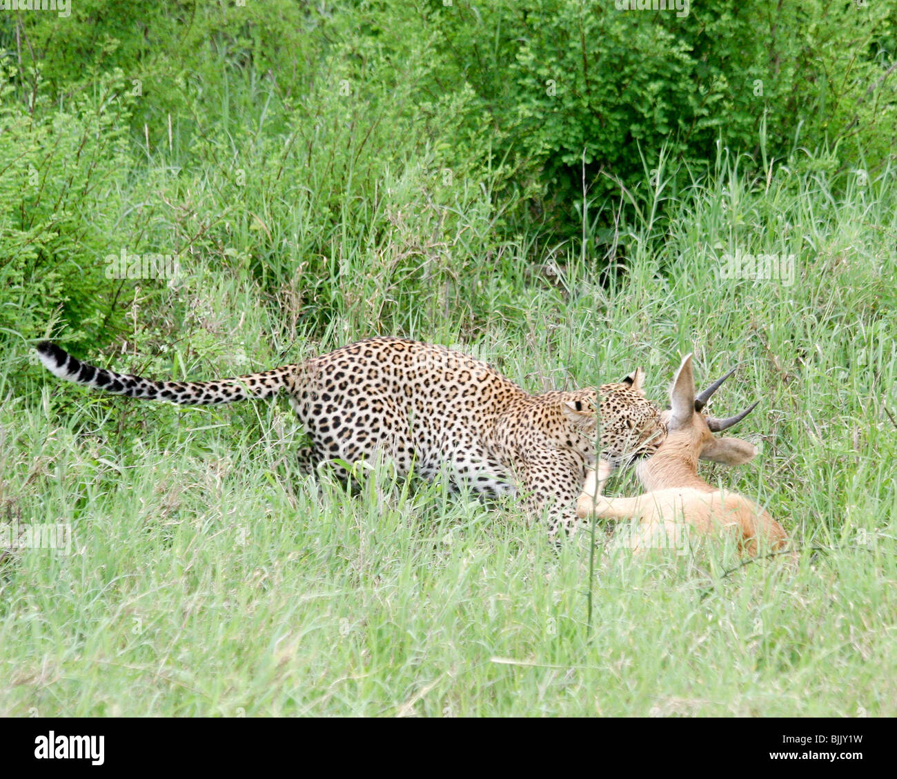 Leopard choking impala hi-res stock photography and images - Alamy