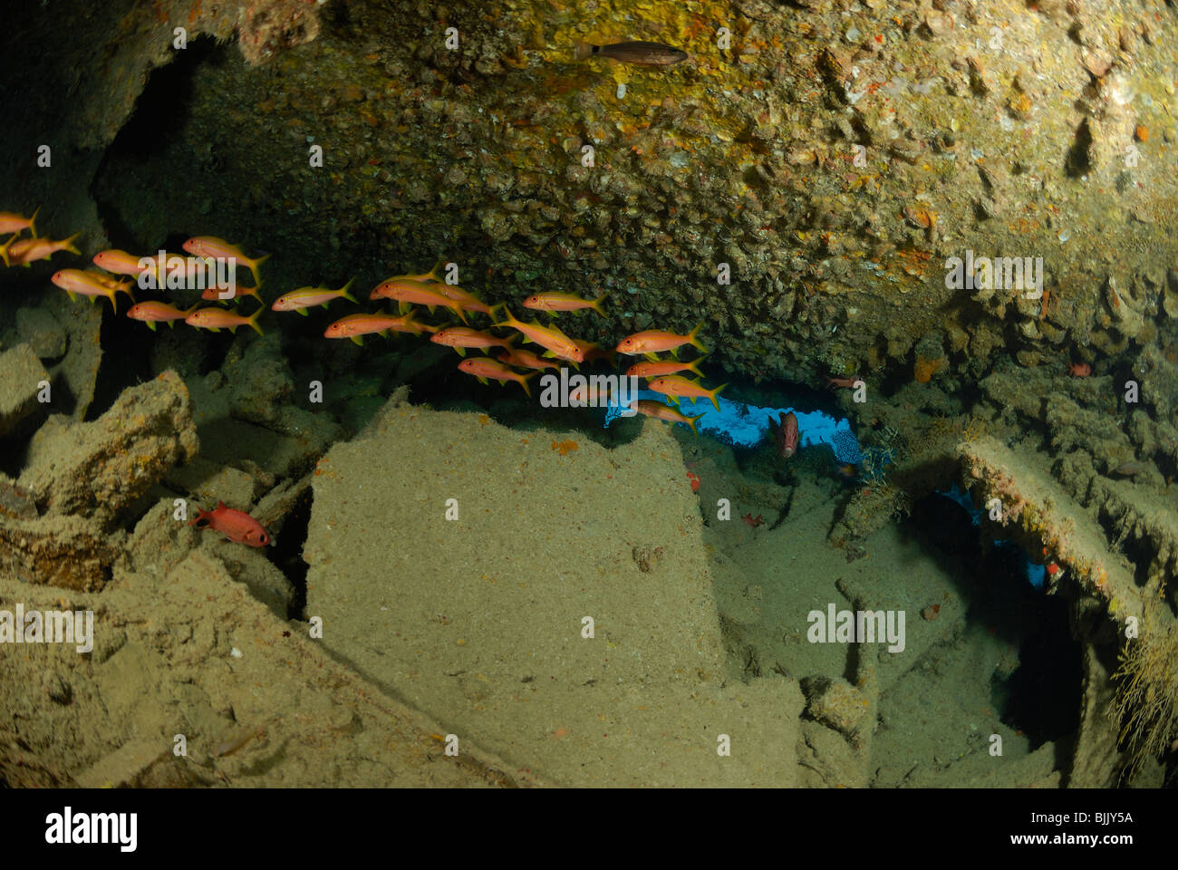Wreck of Dunraven in the Red Sea, off coast of Egypt Stock Photo - Alamy