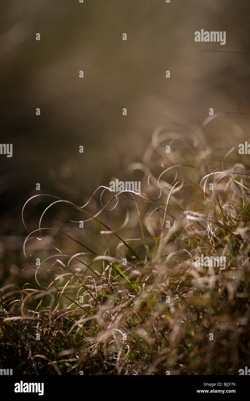 Curly blade of grass hi-res stock photography and images - Alamy