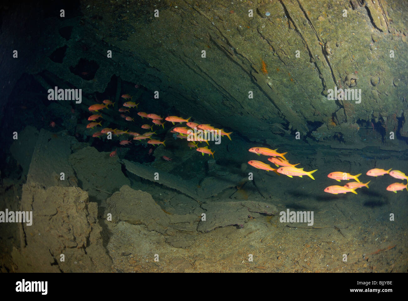 Wreck of Dunraven in the Red Sea, off coast of Egypt Stock Photo - Alamy