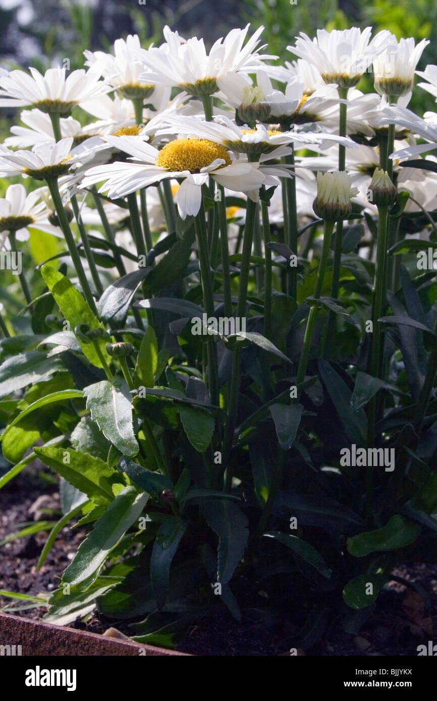 White Shasta daisy flowers 'Snow Lady' Stock Photo - Alamy