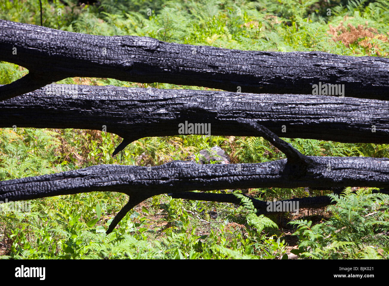 Burnt out forest from the devastating 2009 bush fires around Marysville ...