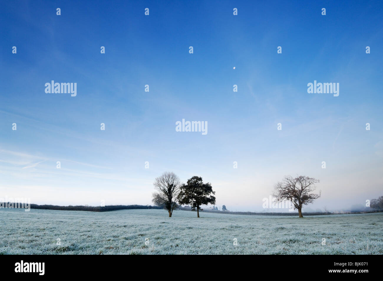 Trees in a frosty rural landscape at dawn. Wrington, North Somerset ...