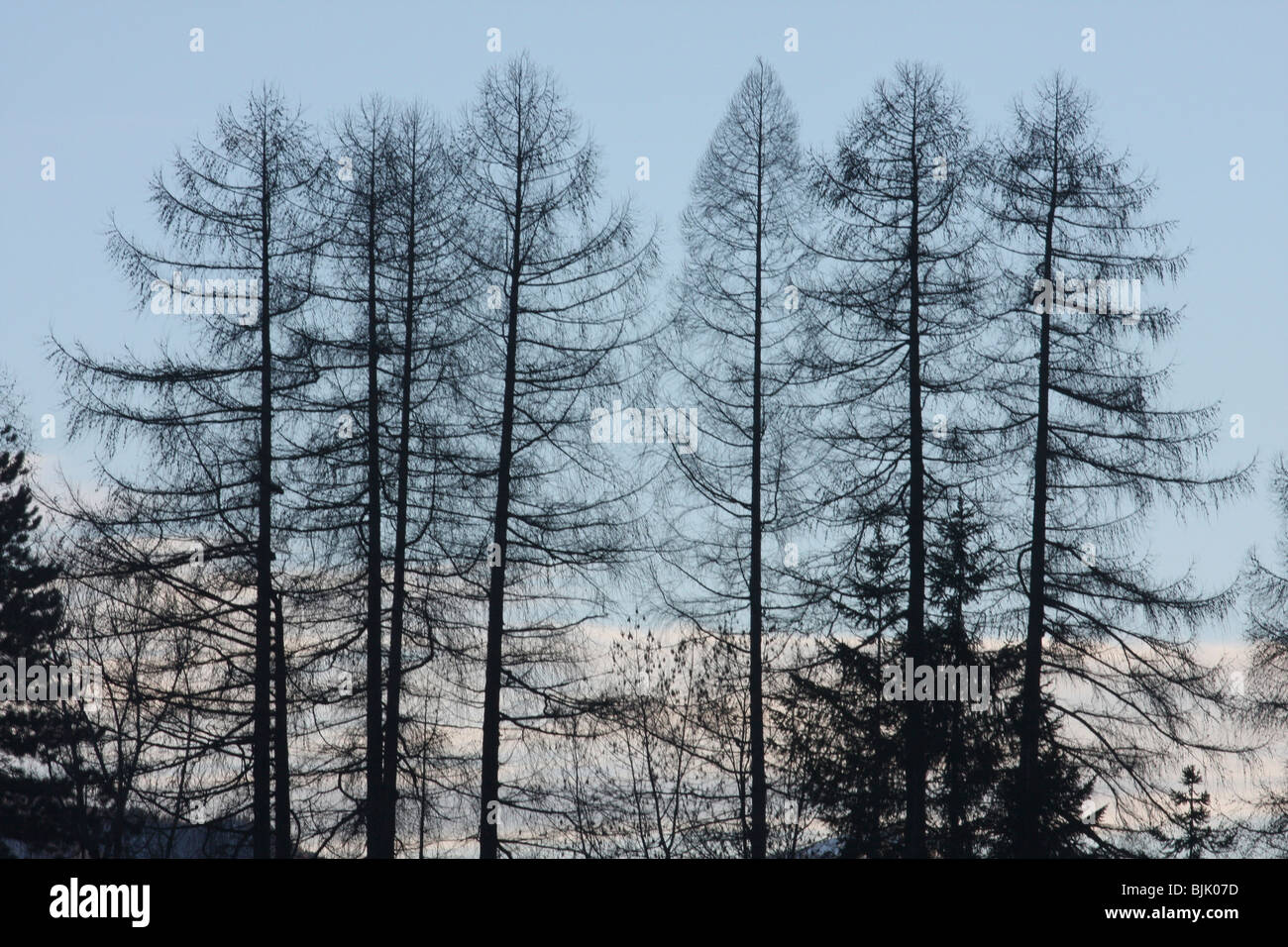 Italy, Italian Alps, The Dolomites deciduous trees Stock Photo - Alamy