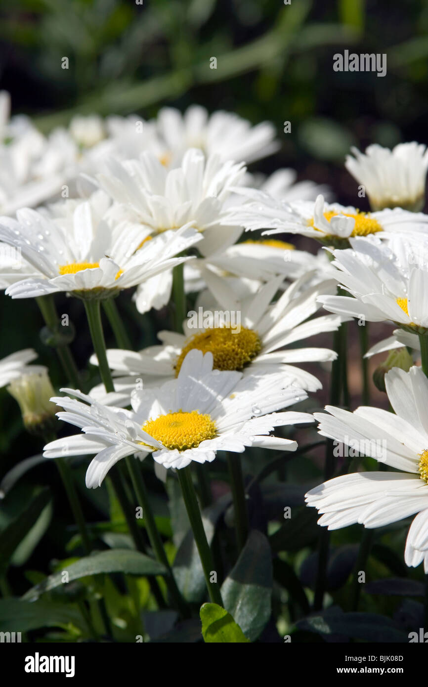 White Shasta daisy flowers 'Snow Lady' Stock Photo - Alamy