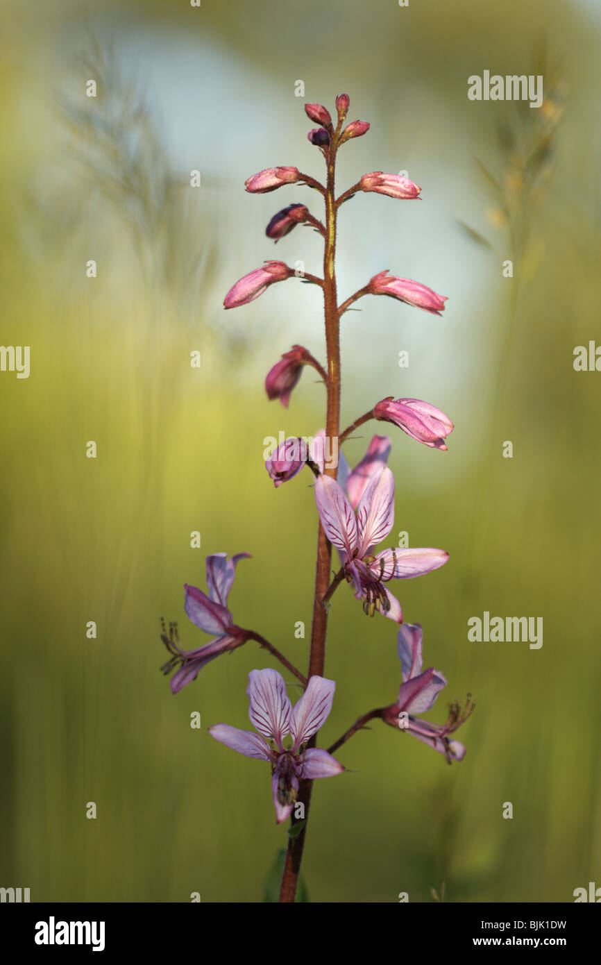 Gas plant (Dictamnus albus Stock Photo - Alamy