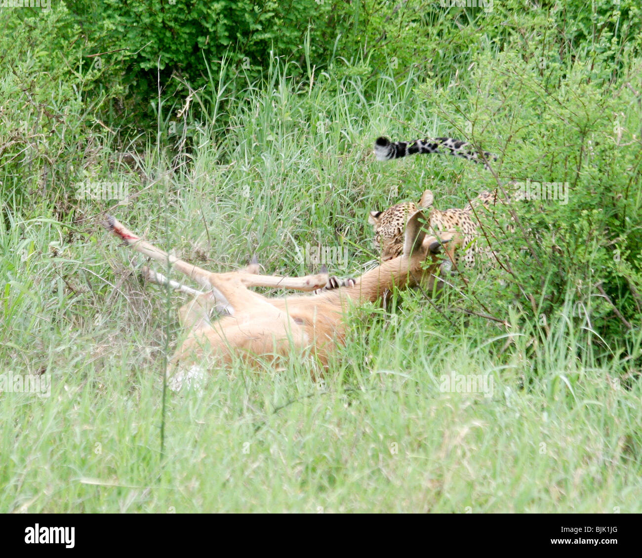 Leopard choking impala hi-res stock photography and images - Alamy
