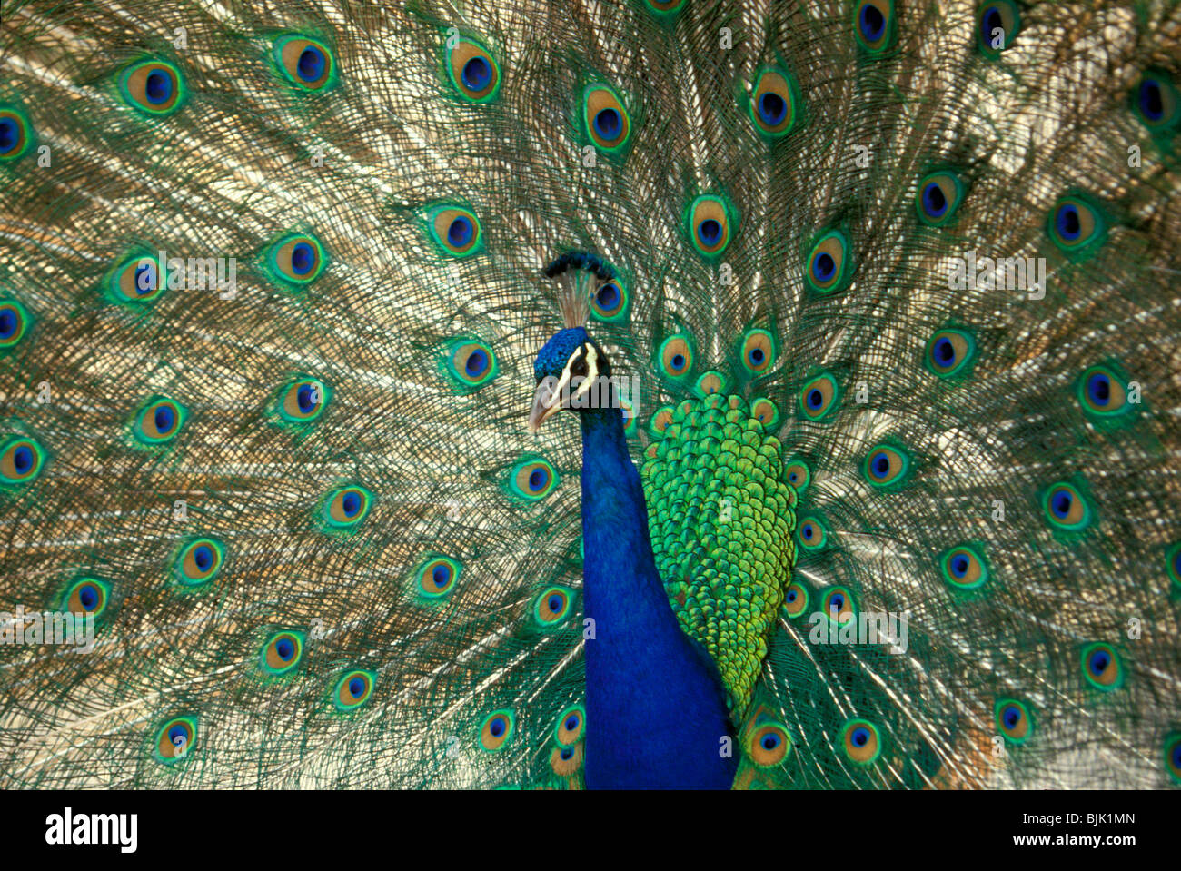 Animals Birds Single Stock Photo - Alamy