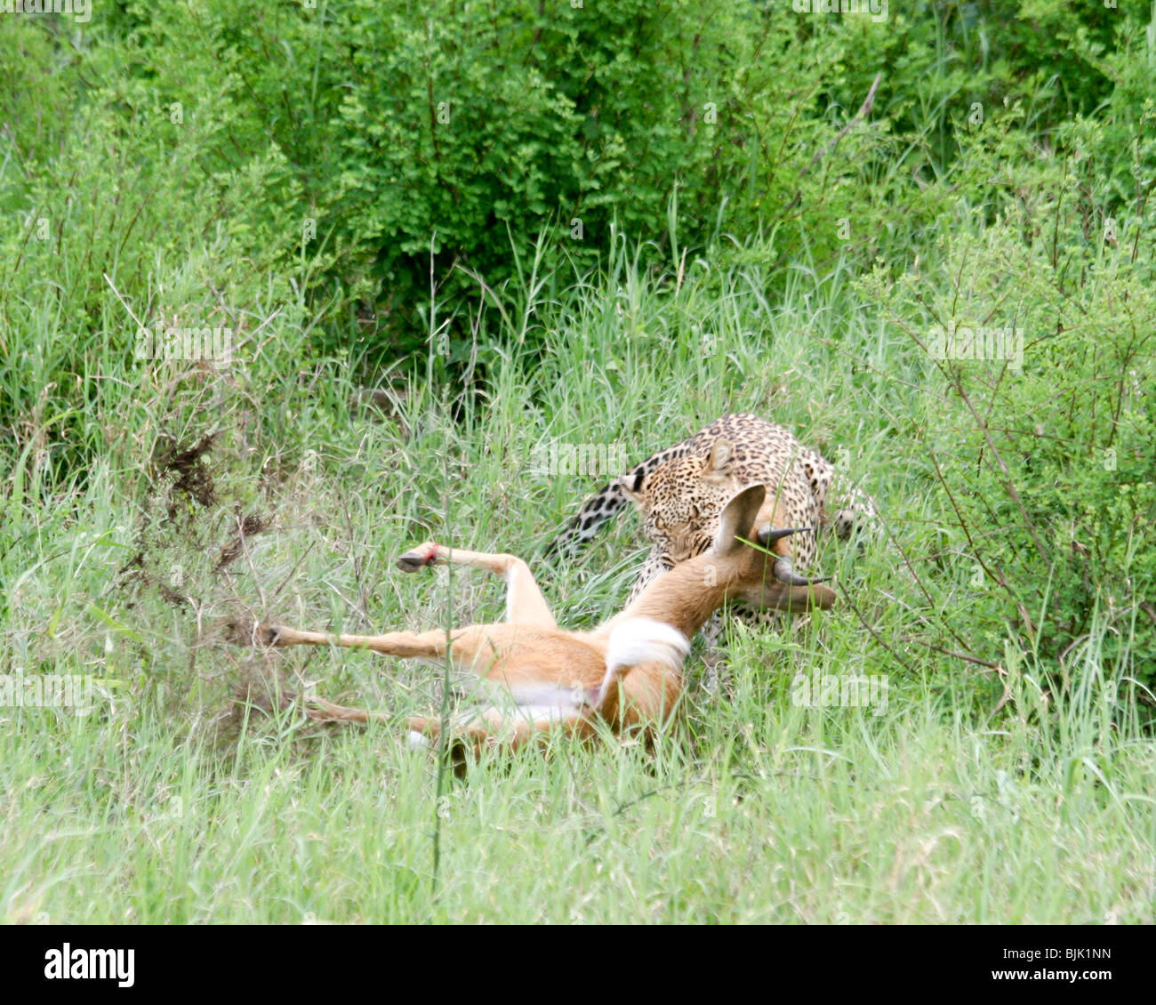 Leopard choking impala hi-res stock photography and images - Alamy