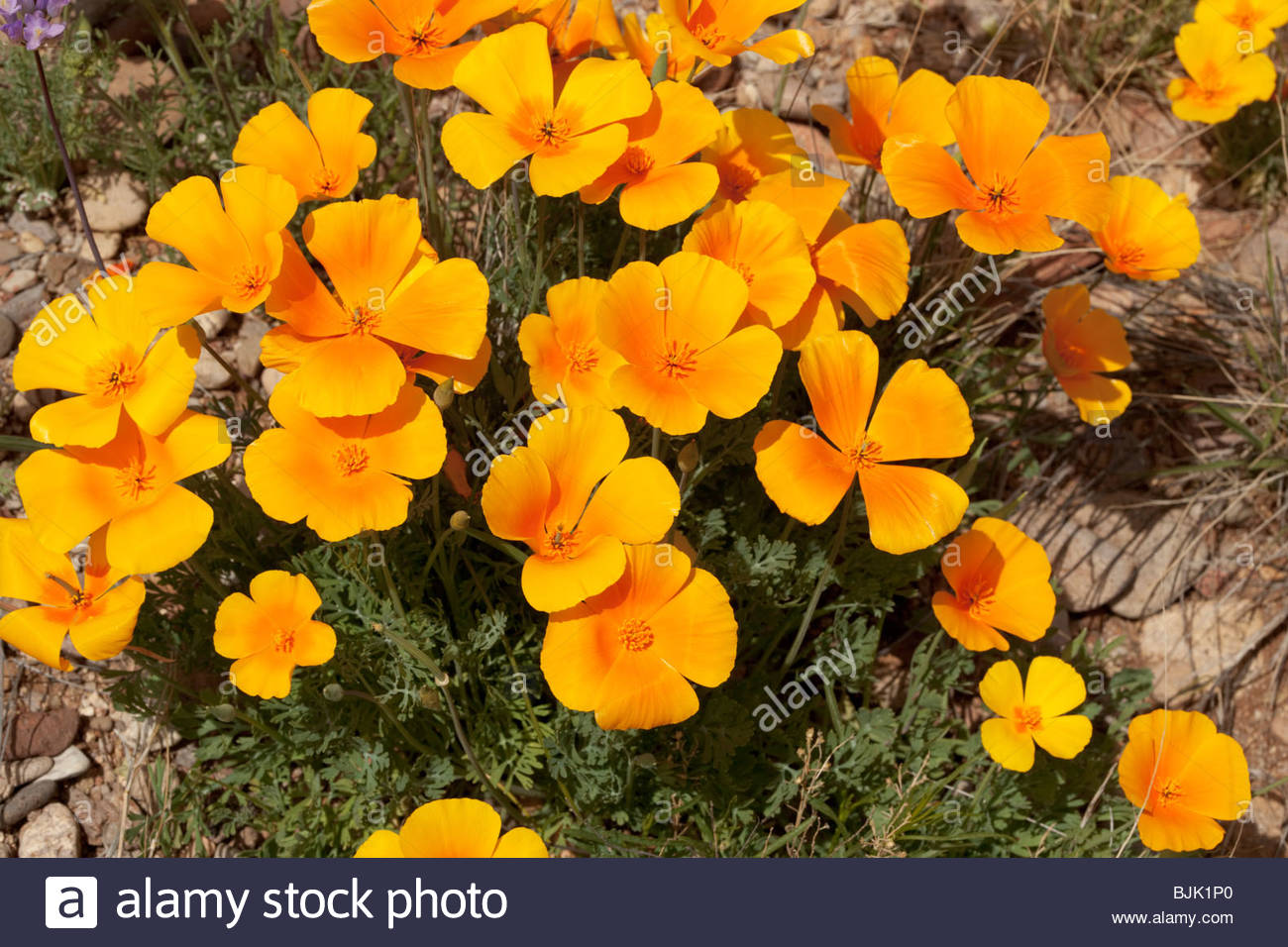 Gold Poppies High Resolution Stock Photography and Images - Alamy