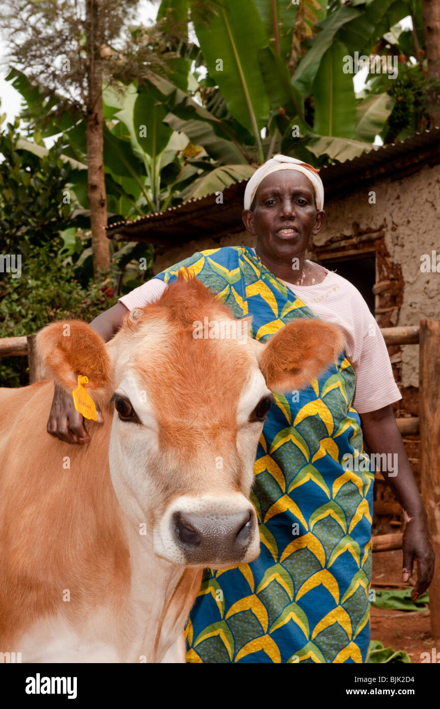 Lady and cow hi-res stock photography and images - Alamy