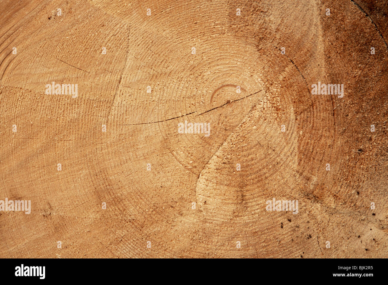 Tree trunk cross-section Stock Photo - Alamy