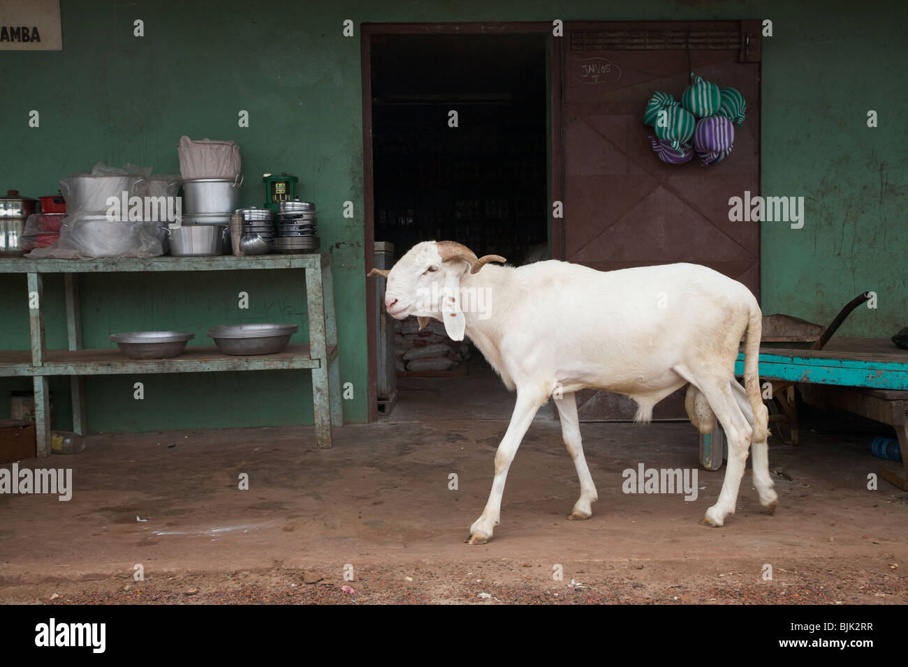 Street Scene with goat in Gamba, Gabon Stock Photo - Alamy
