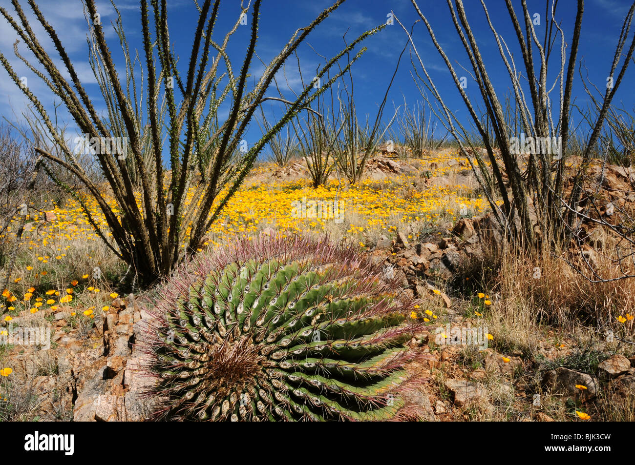 Mexican poppies, (Argemone mexicana), grow in the Sonoran Desert, Green ...