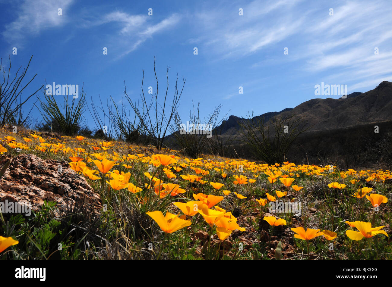 Mexican poppies, (Argemone mexicana), grow in the Sonoran Desert, Green ...