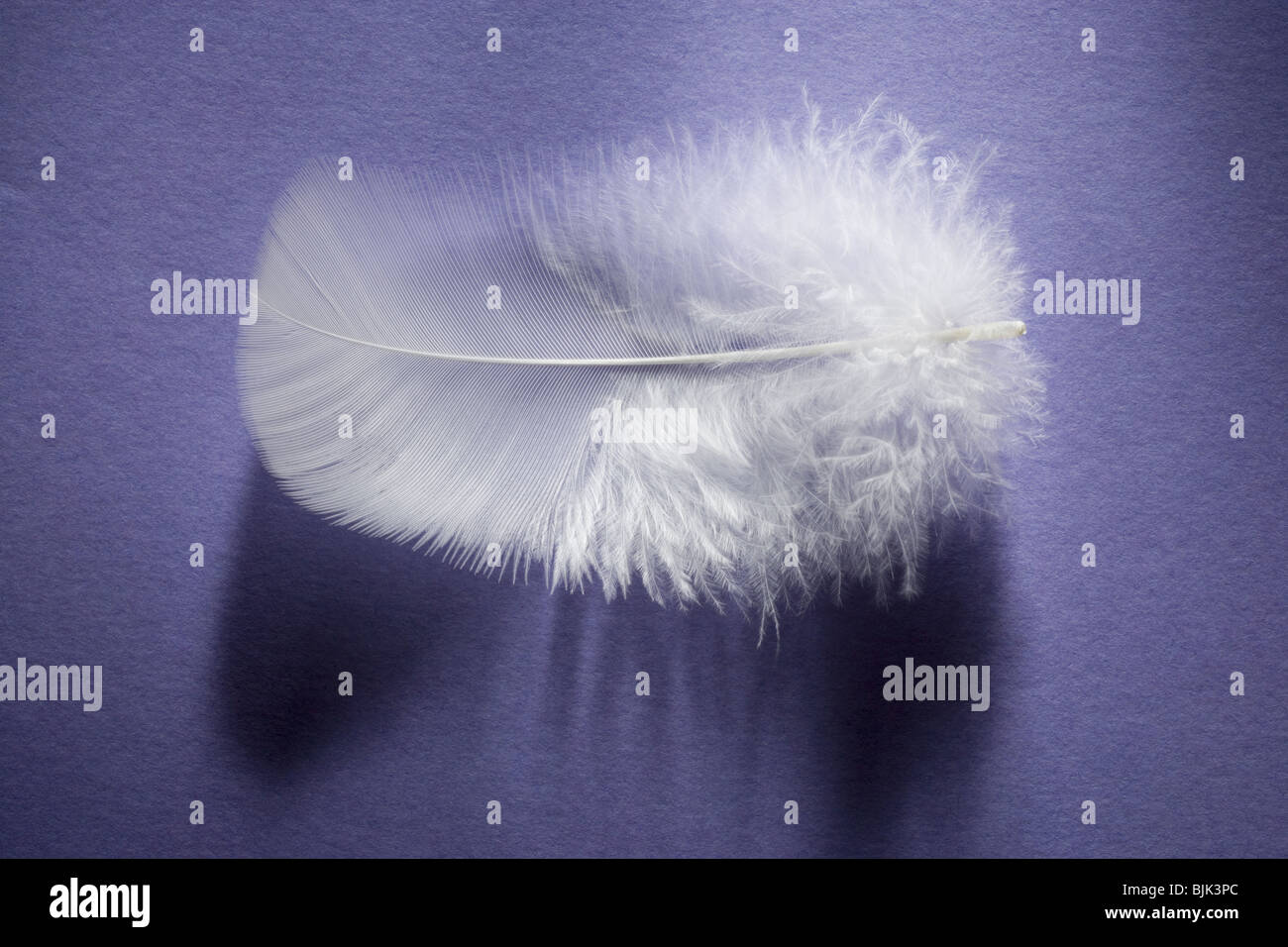 Feather hi-res stock photography and images - Alamy