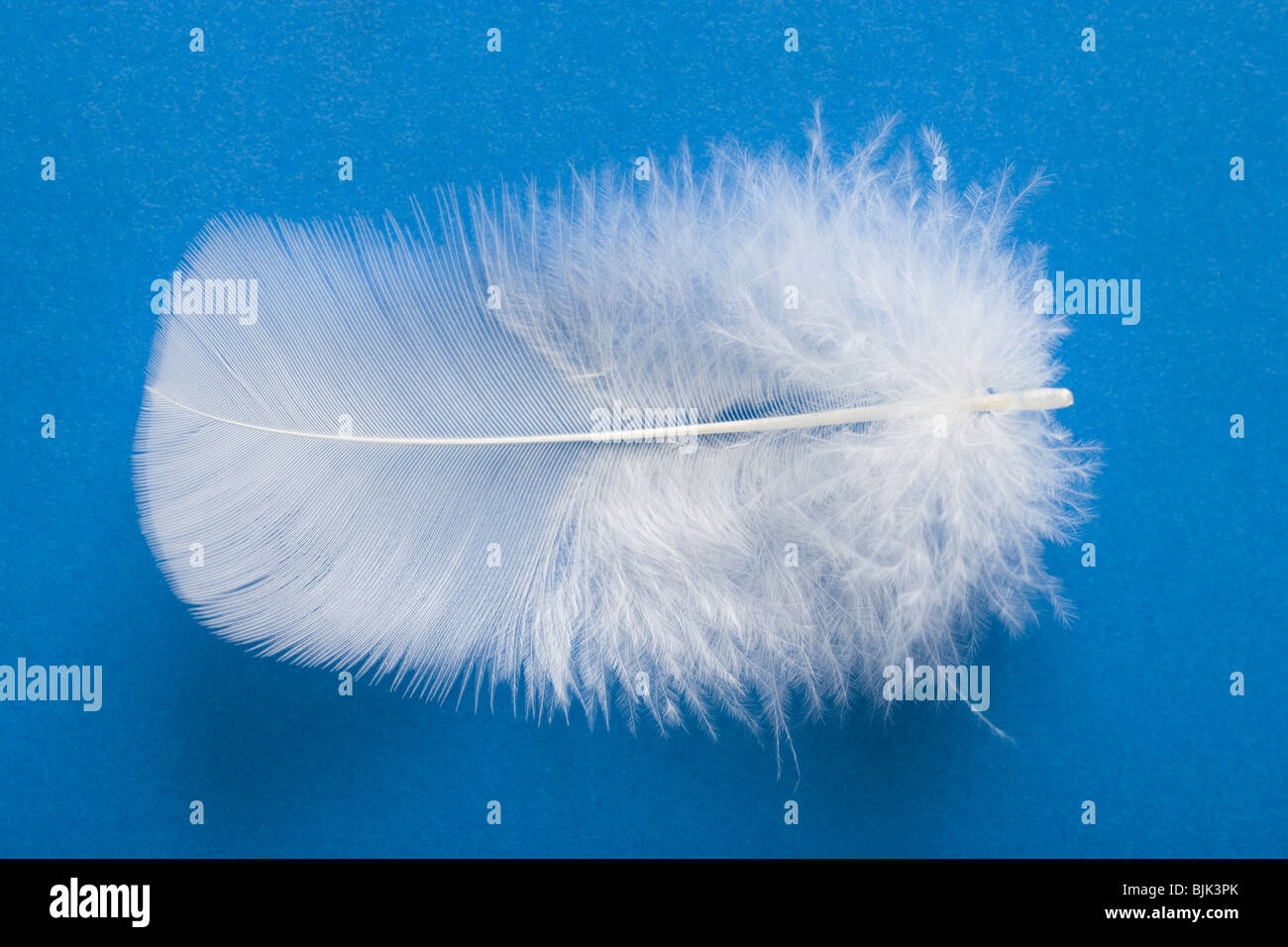 Feather object photograph hi-res stock photography and images - Alamy
