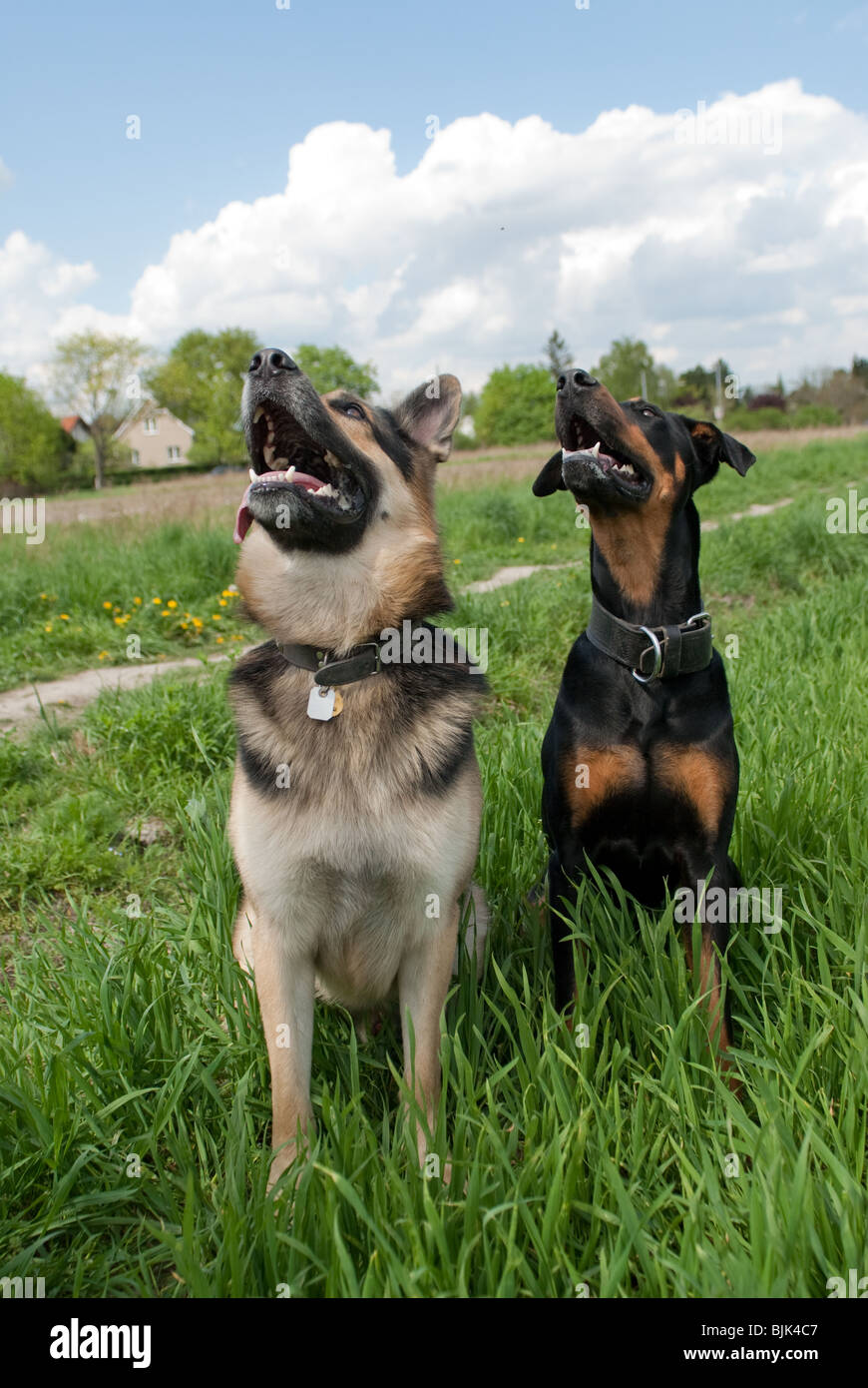 Two dogs sitting hi-res stock photography and images - Alamy