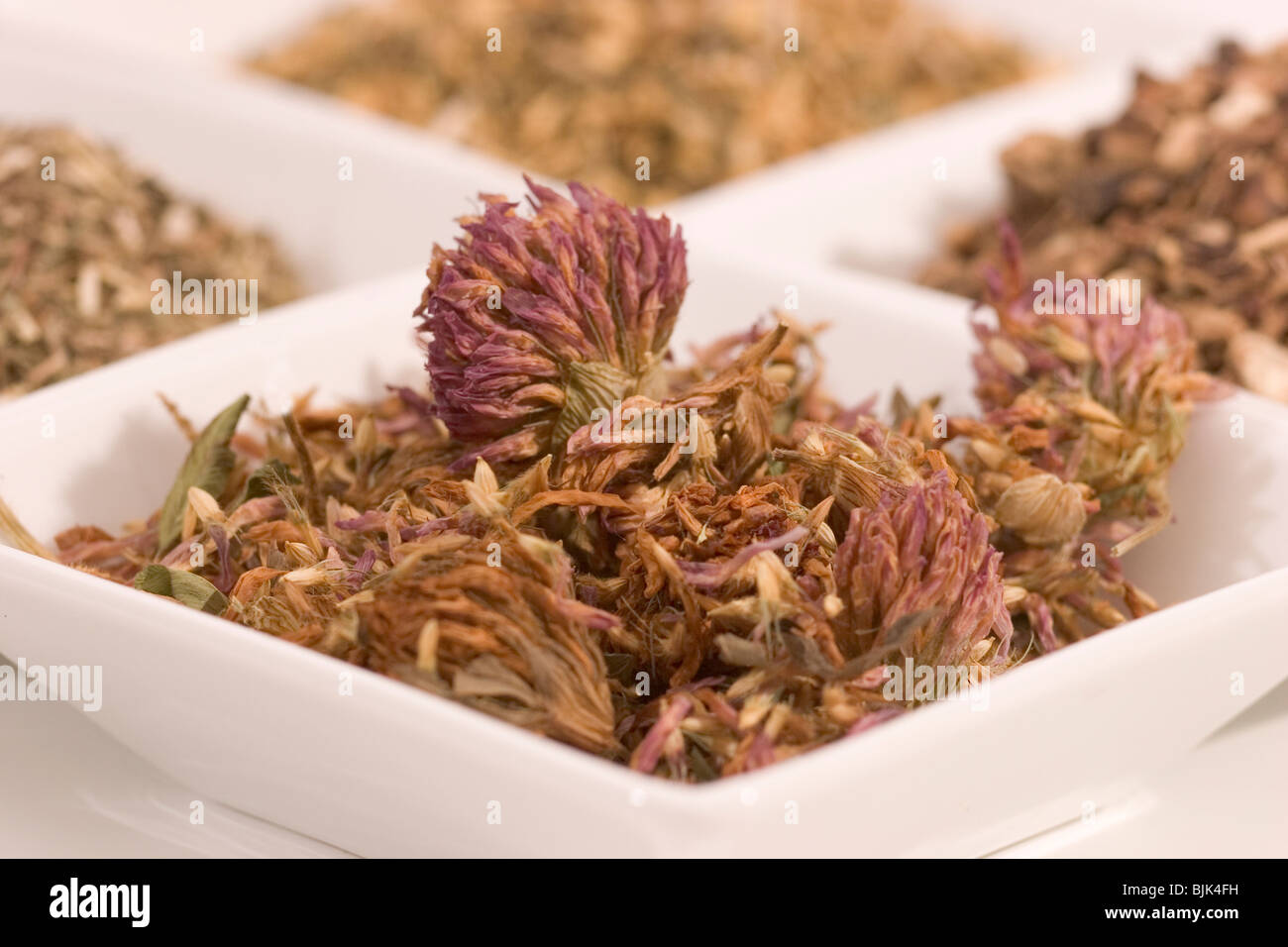 Red Clover Herbs Stock Photo - Alamy