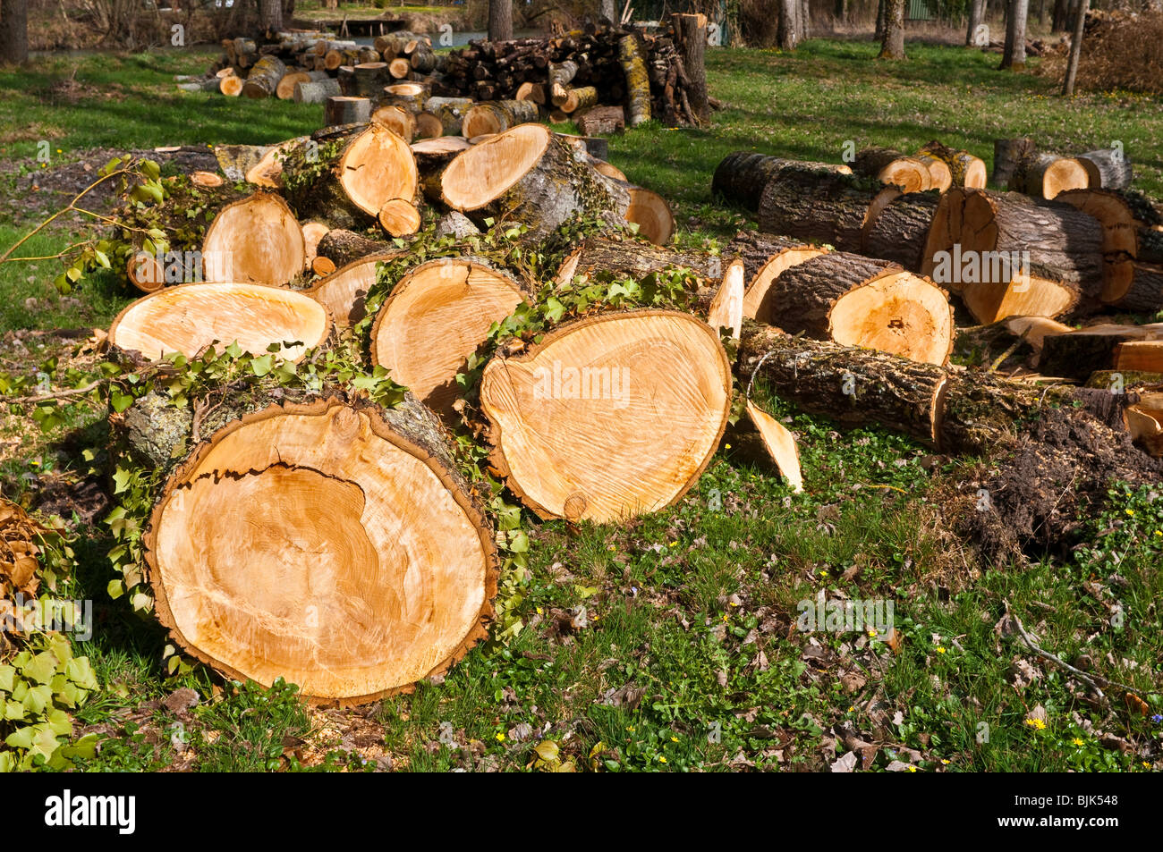 Large tree sawed into logs after storm damage - France Stock Photo - Alamy