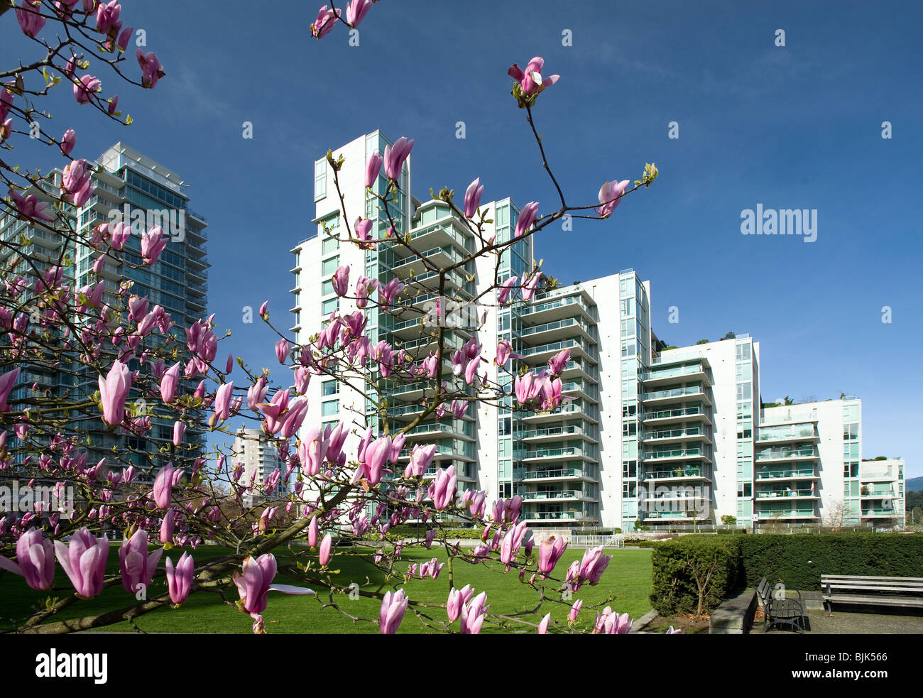 Spring blossoms in Coal Harbour neighborhood of downtown Vancouver, BC ...