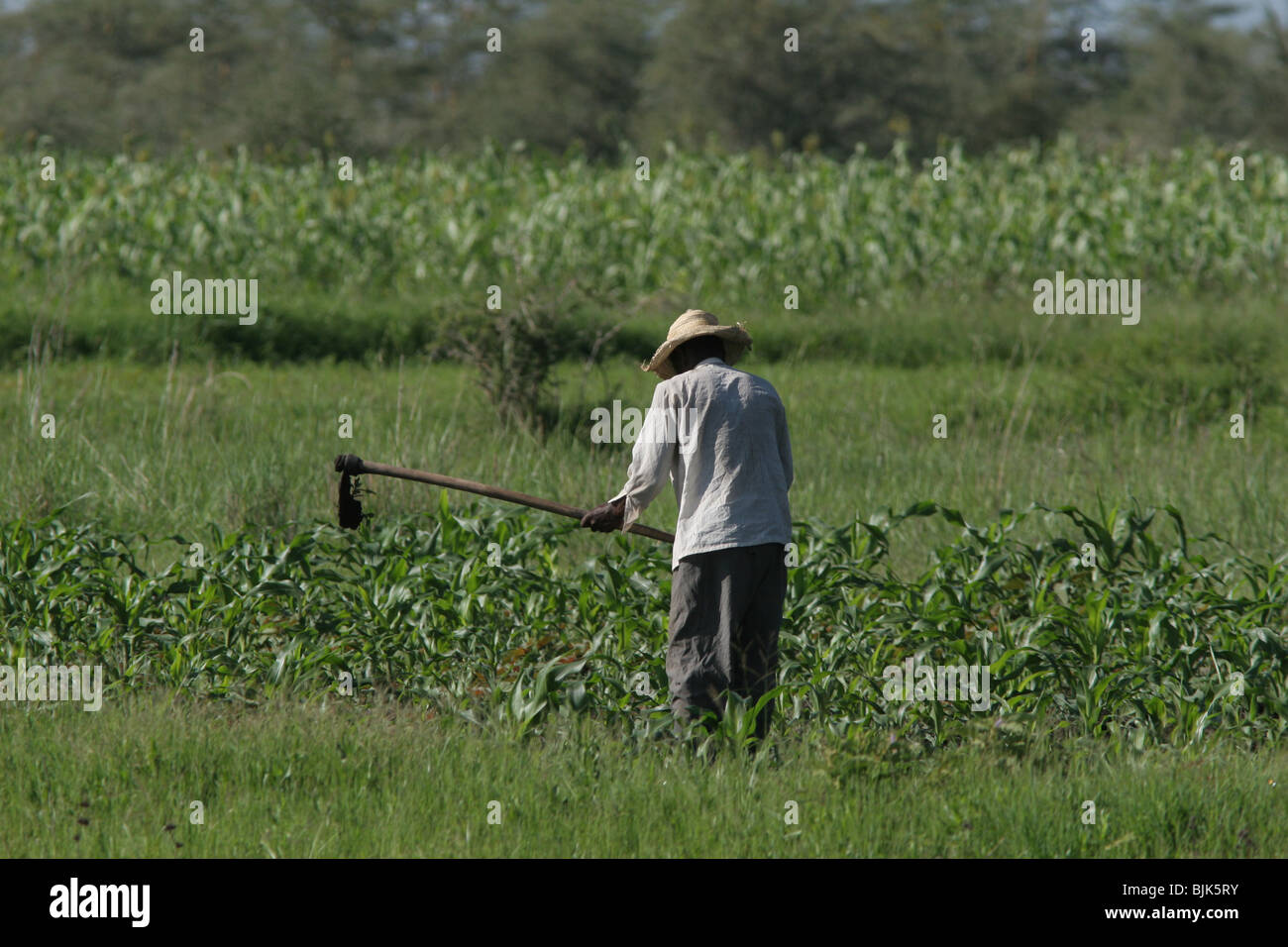Kenya farm crops hi-res stock photography and images - Alamy