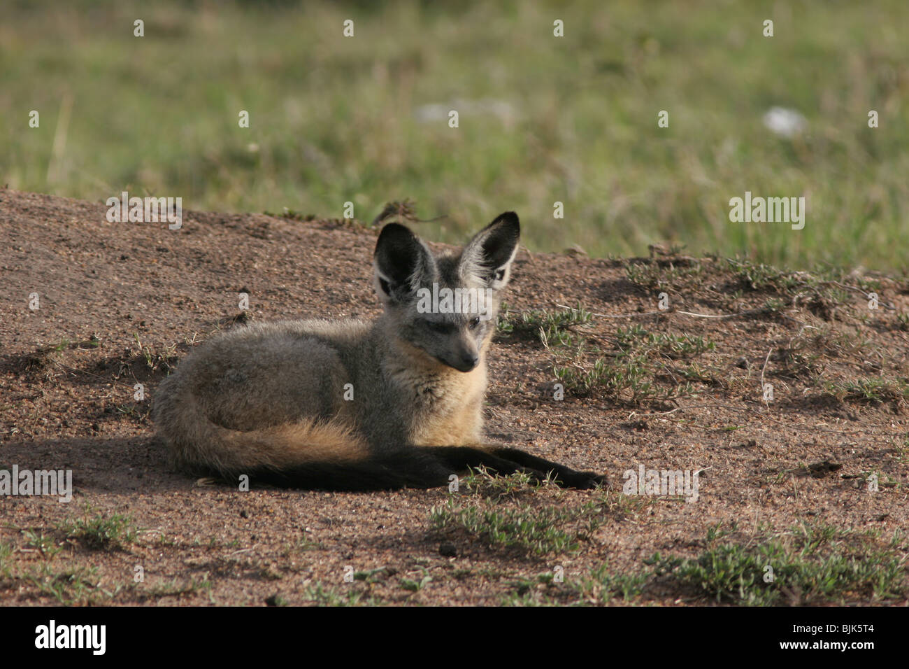 Bat eared Fox family den Maasai Mara park Kenya Stock Photo - Alamy