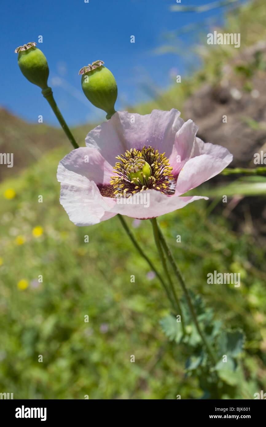 Wild opium poppy growing on Gran Canaria Stock Photo - Alamy