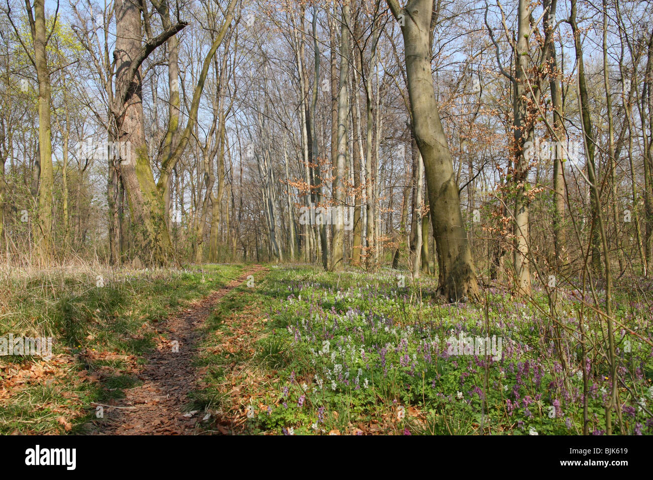 Empty hiking trail at spring forest Stock Photo - Alamy