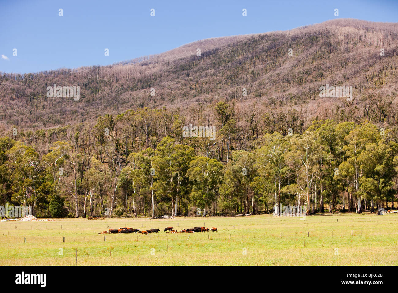 Burnt out forest from the devastating 2009 bush fires around Marysville ...