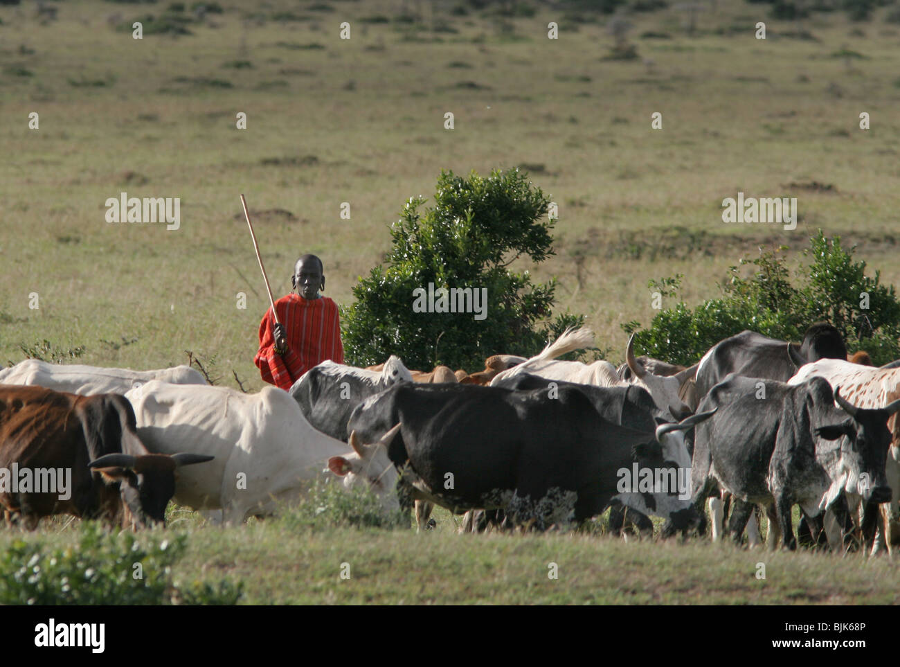 Maasai Tribe Cattle Holy Cow | Photo Essay: Masai's Kinship With Cows