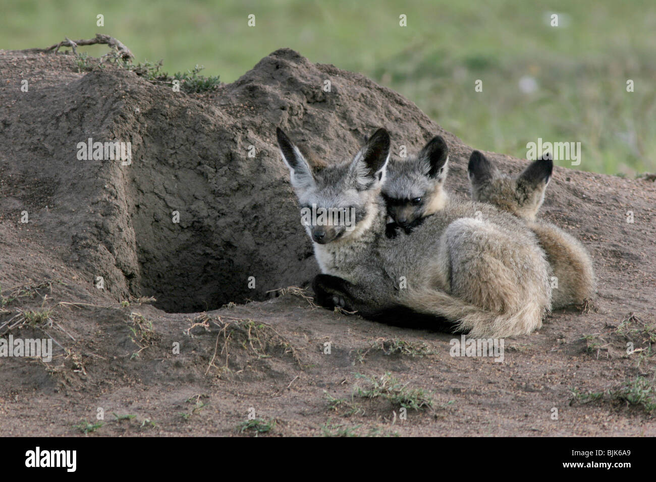 Bat eared Fox family den Maasai Mara park Kenya Stock Photo - Alamy