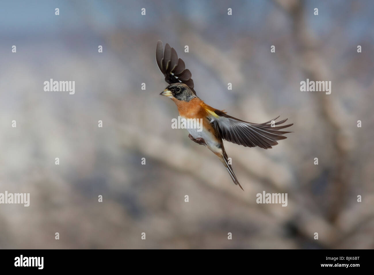 Brambling (Fringilla montifringilla) in flight during the winter Stock ...