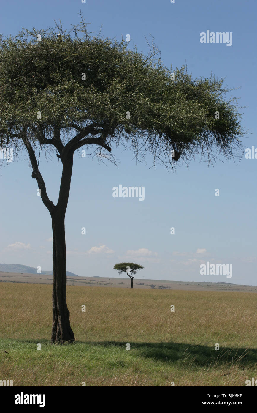 Masai mara massai hi-res stock photography and images - Alamy