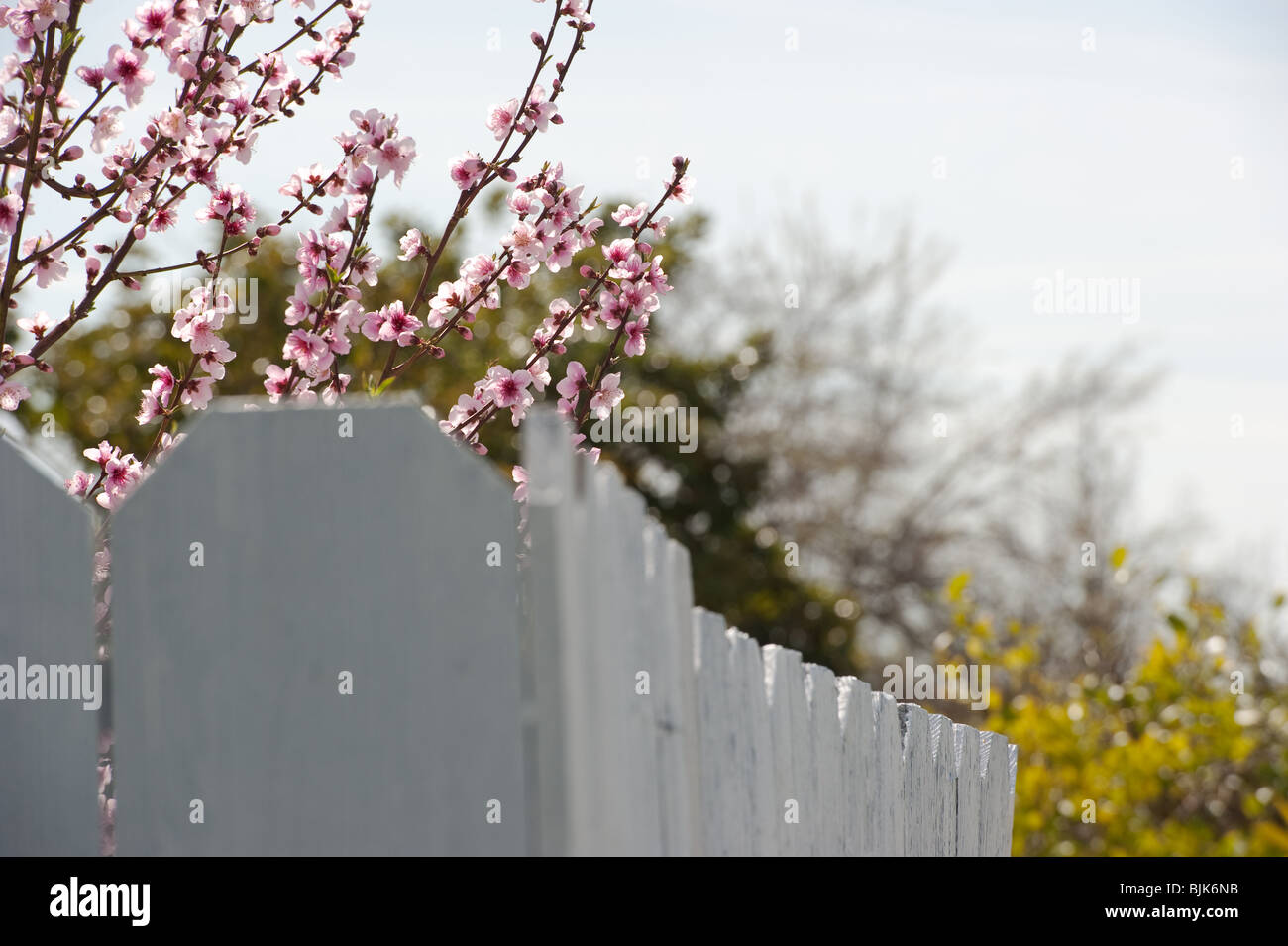 Peek over fence hi-res stock photography and images - Alamy