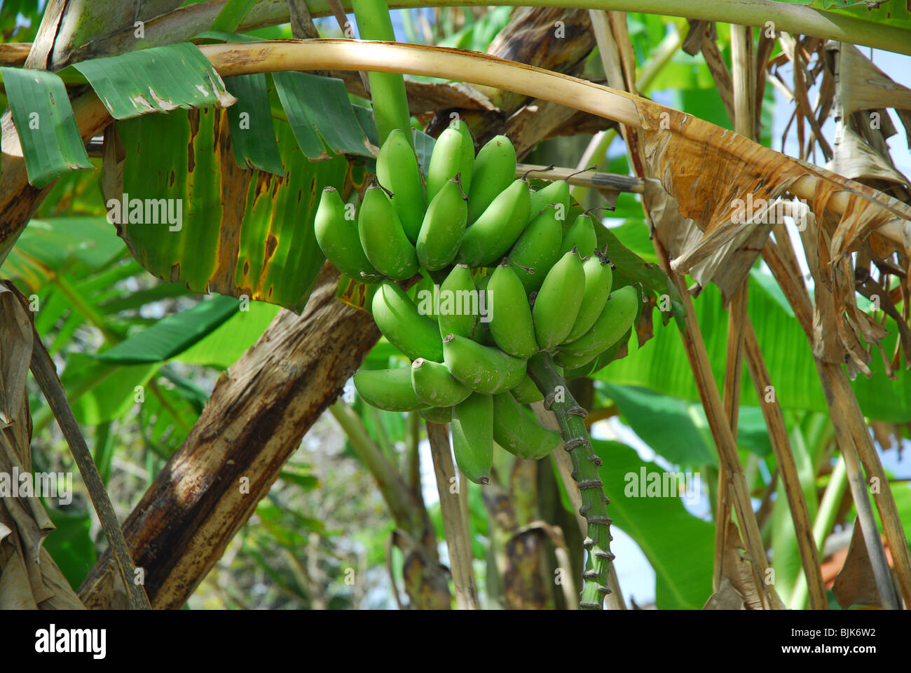 Banana honduras hi-res stock photography and images - Alamy
