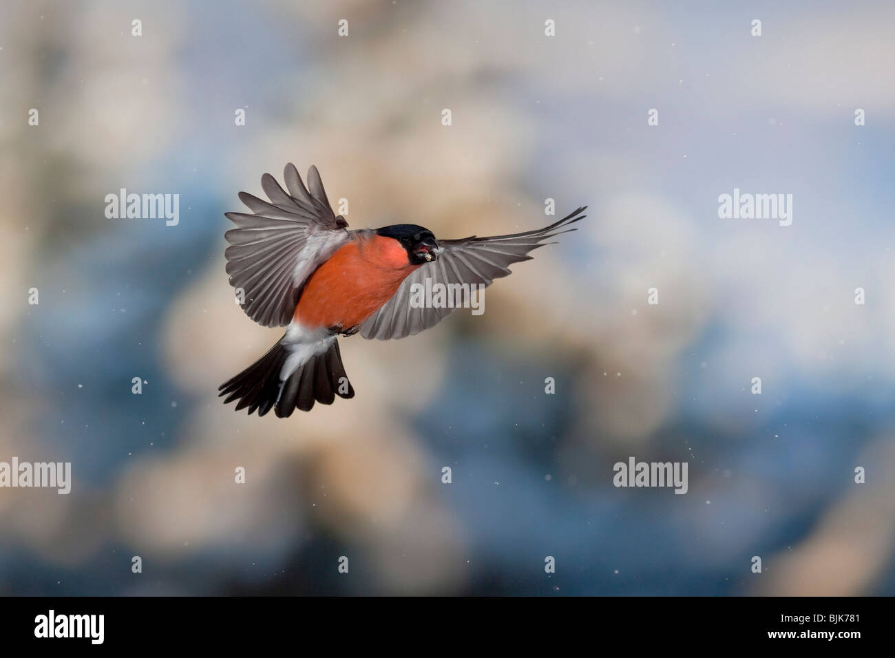 Flying pyrrhula pyrrhula hi-res stock photography and images - Alamy