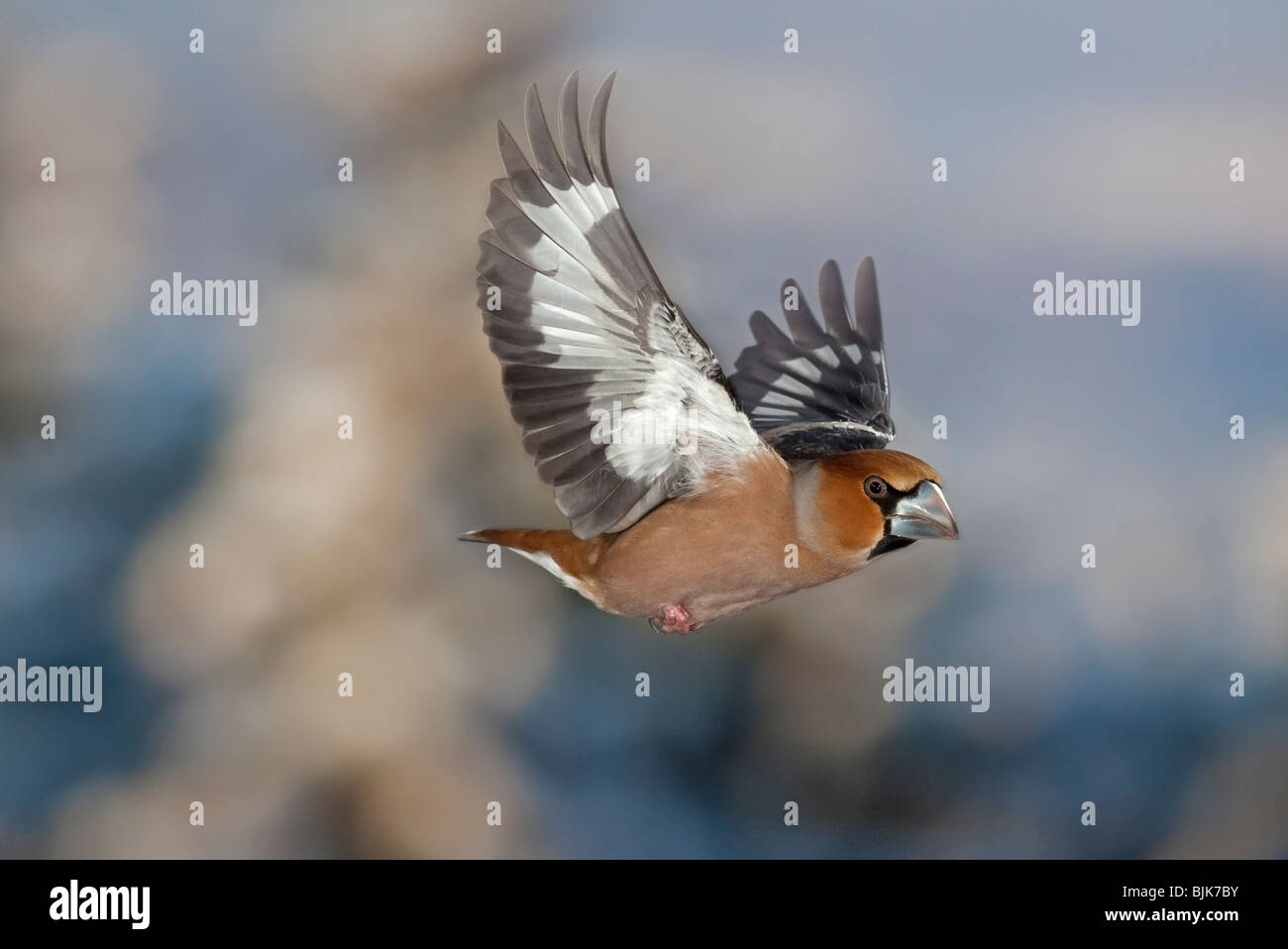 Hawfinches in flight hi-res stock photography and images - Alamy