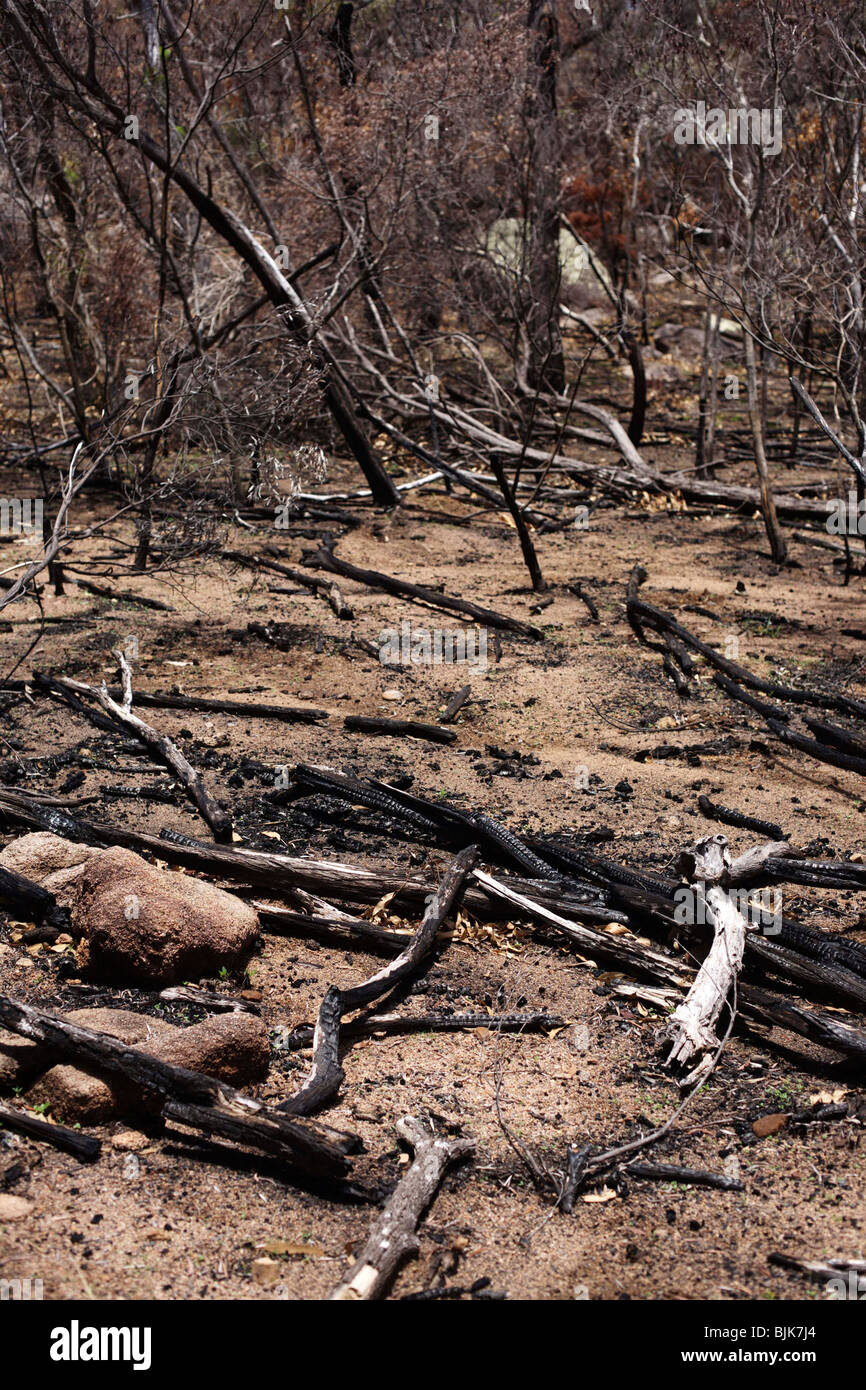 Burnt trees follwing a forest fire in Australia Stock Photo - Alamy