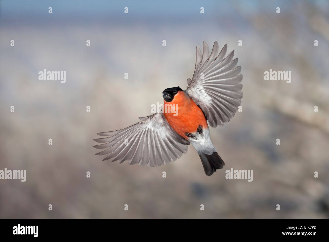 Common Bullfinch or Eurasian Bullfinch (Pyrrhula pyrrhula), male in ...