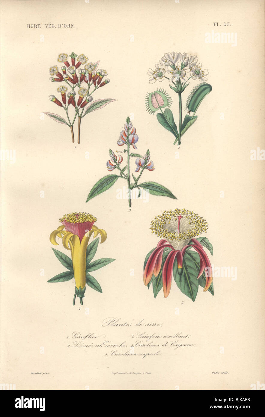 Decorative botanical print with clove bush, venus flytrap, sainfoin and ...