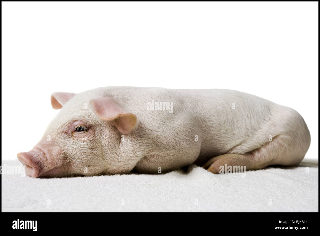 Pig profile hi-res stock photography and images - Alamy