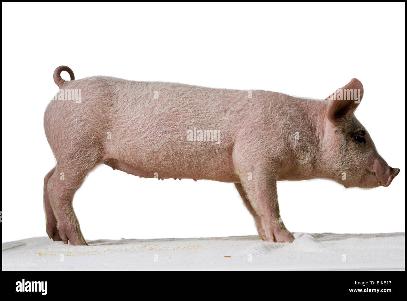 Adult Pig Side View