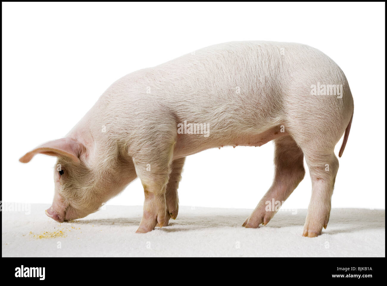 Piglet standing and smelling Stock Photo - Alamy